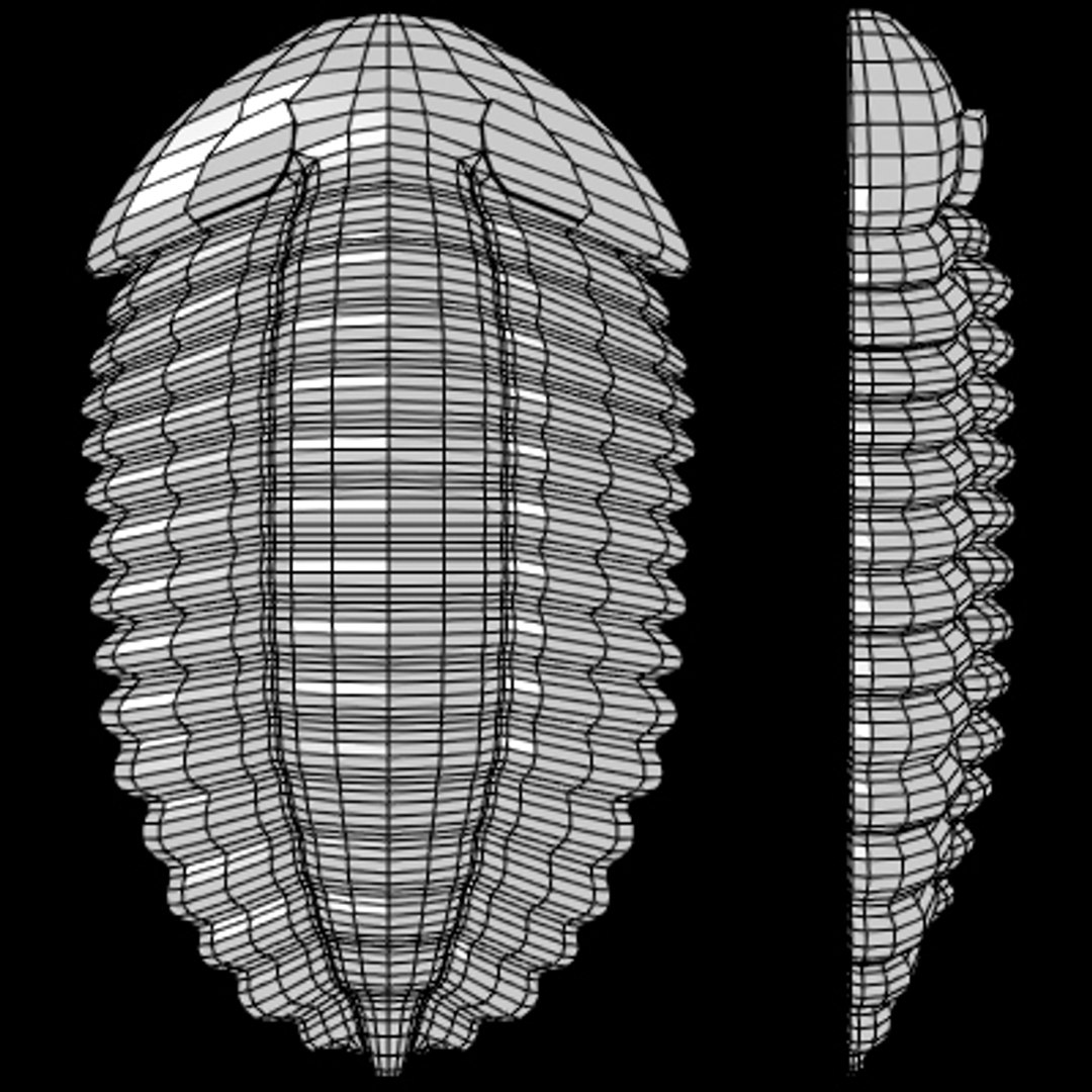 3d Trilobite Model