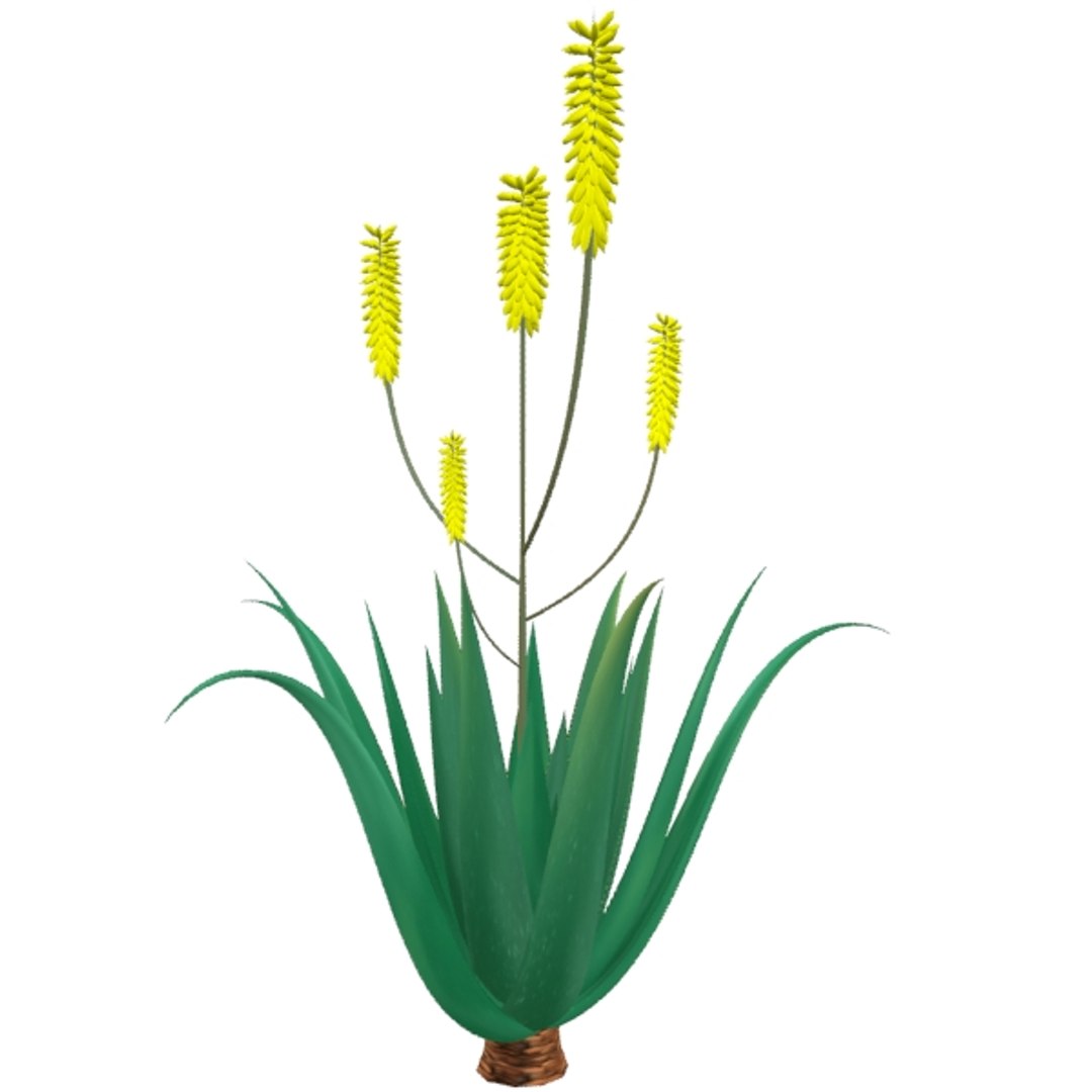3d Aloe Vera Plant