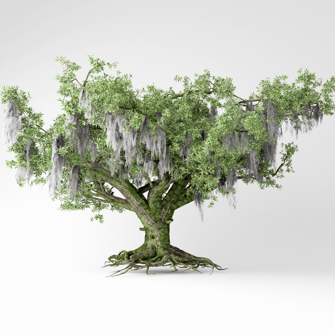 3D Live Oak Tree Model - TurboSquid 1518924