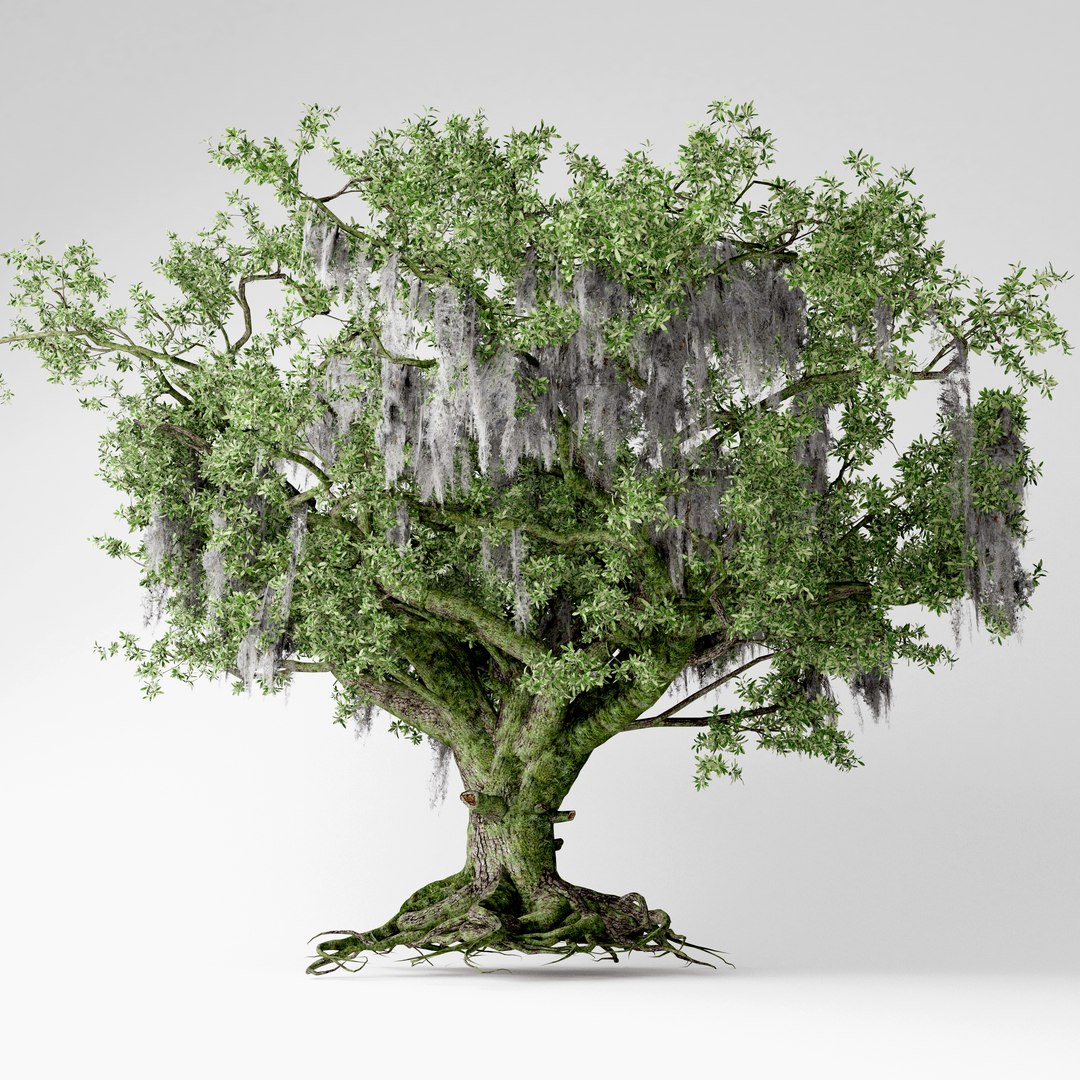 3D Live Oak Tree Model - TurboSquid 1518924