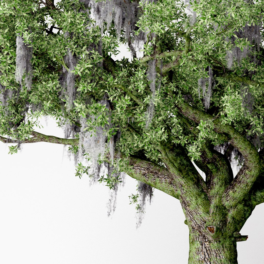 3D Live Oak Tree Model - TurboSquid 1518924