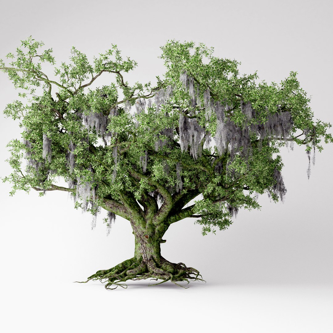 3D Live Oak Tree Model - TurboSquid 1518924