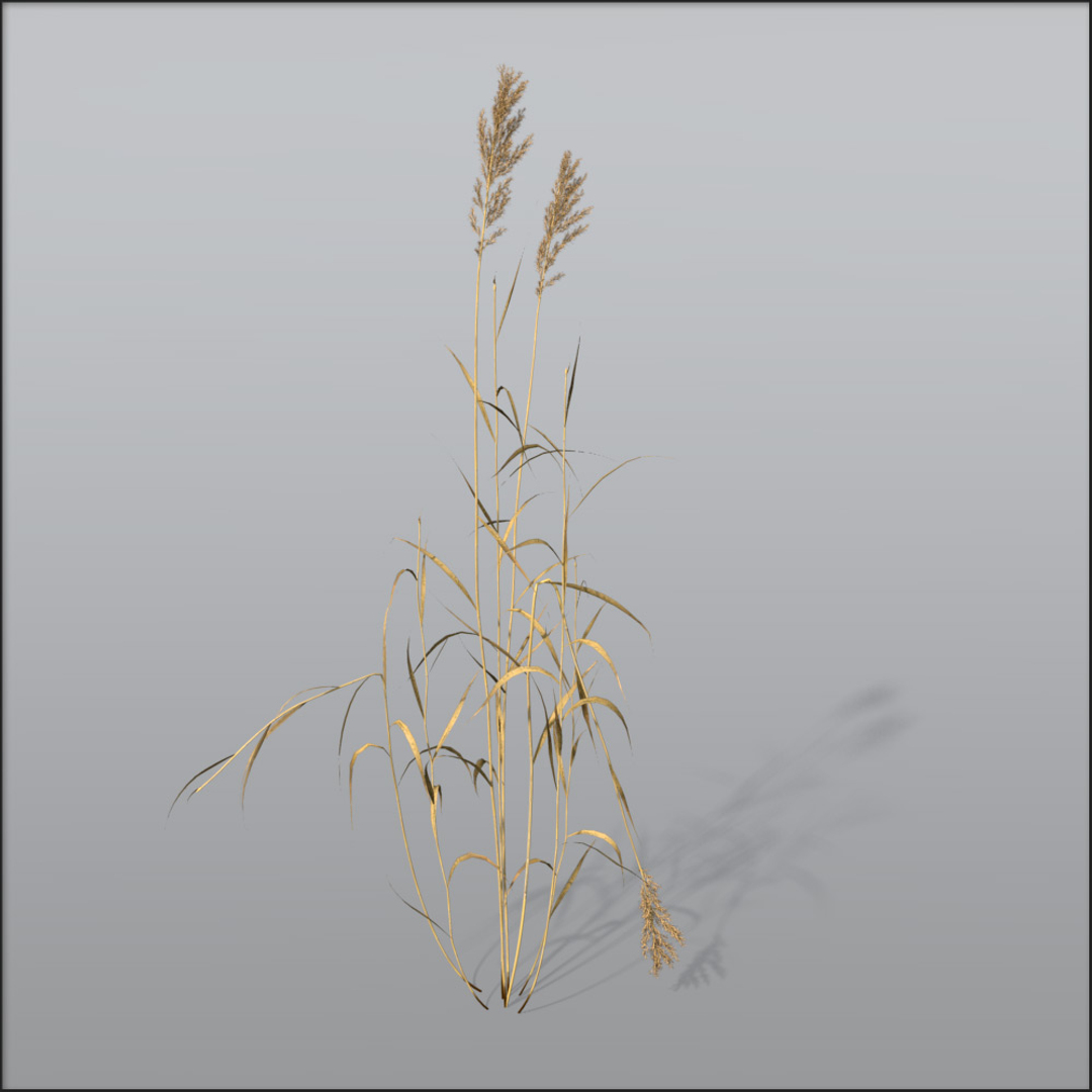 reed grasses dry 3d c4d