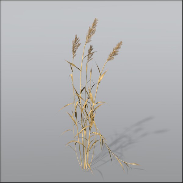 reed grasses dry 3d c4d