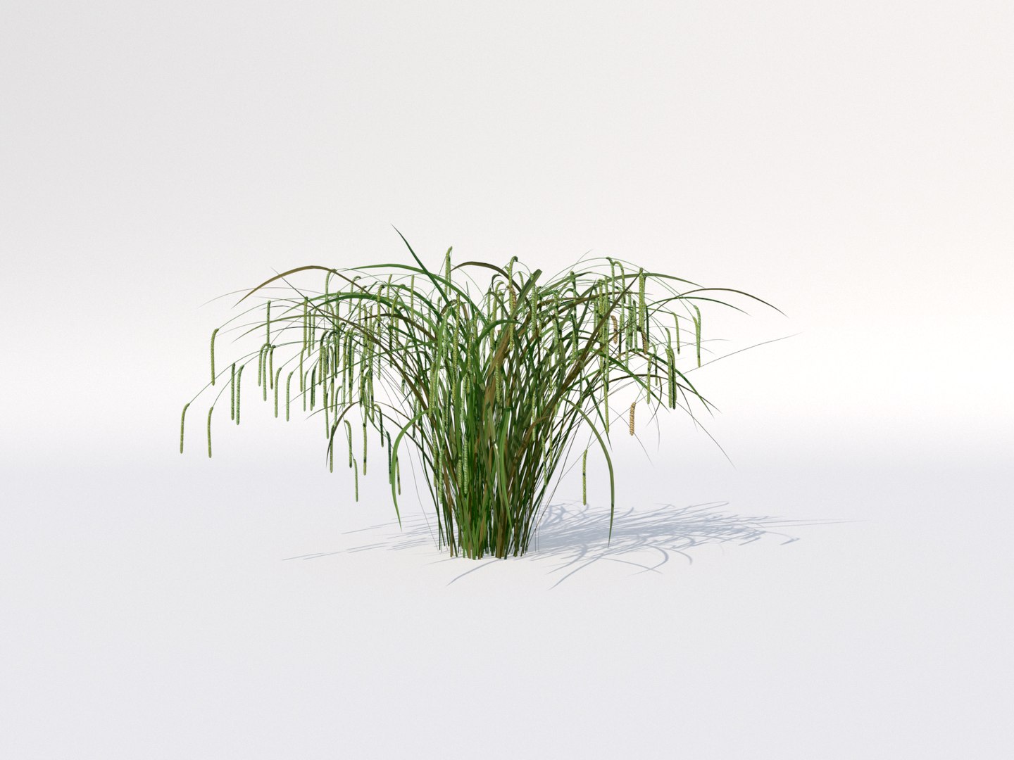 3D Carex Pendula Sedge Model - TurboSquid 1396170