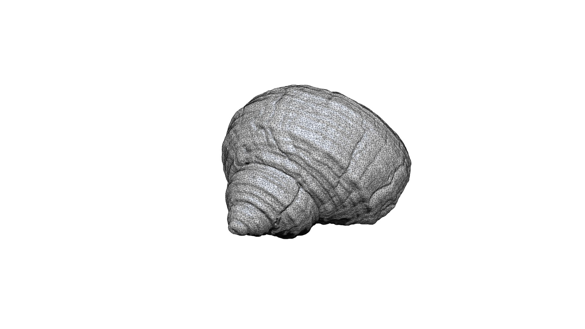 3D Seashell 016 3D CT Scan Model Model - TurboSquid 1846039
