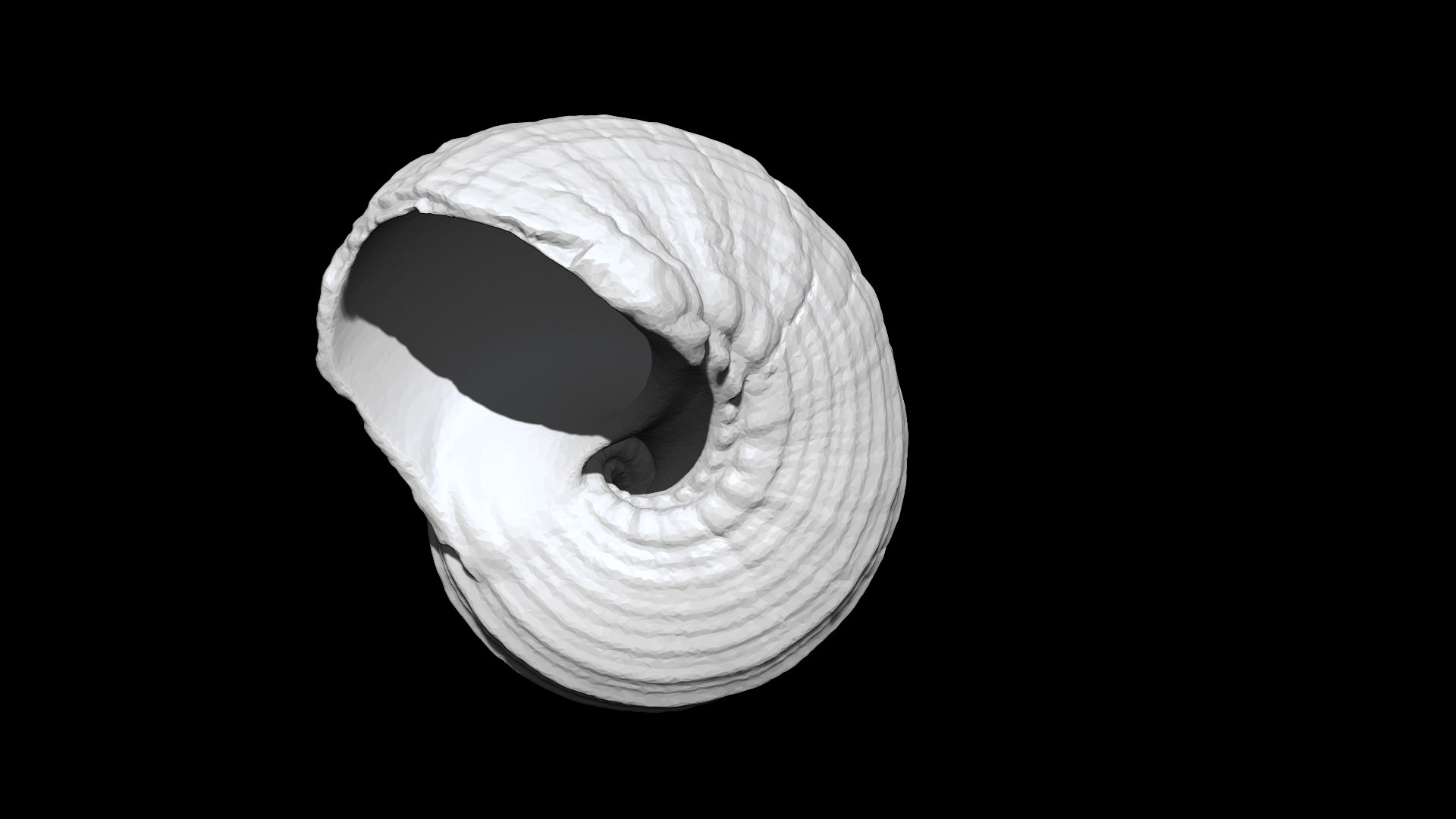 3D Seashell 016 3D CT Scan Model Model - TurboSquid 1846039