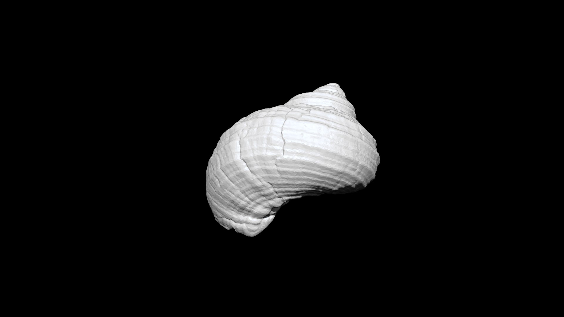 3D Seashell 016 3D CT Scan Model Model - TurboSquid 1846039
