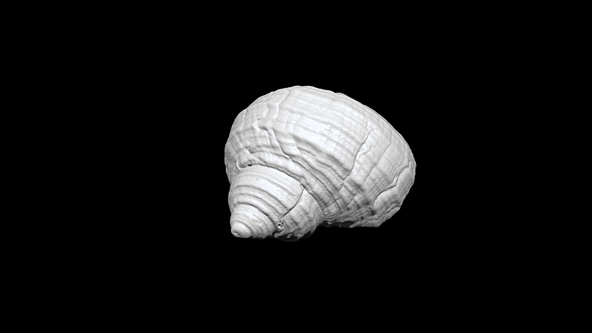 3D Seashell 016 3D CT Scan Model Model - TurboSquid 1846039