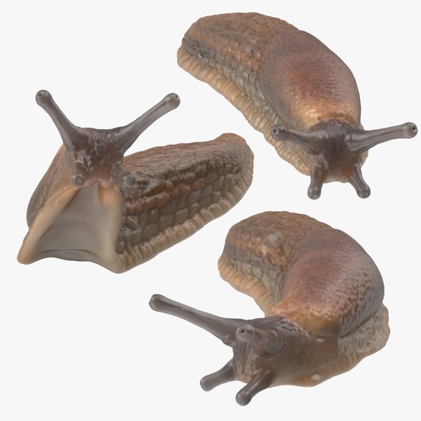 3D dusky arion rigged animation - TurboSquid 1672876