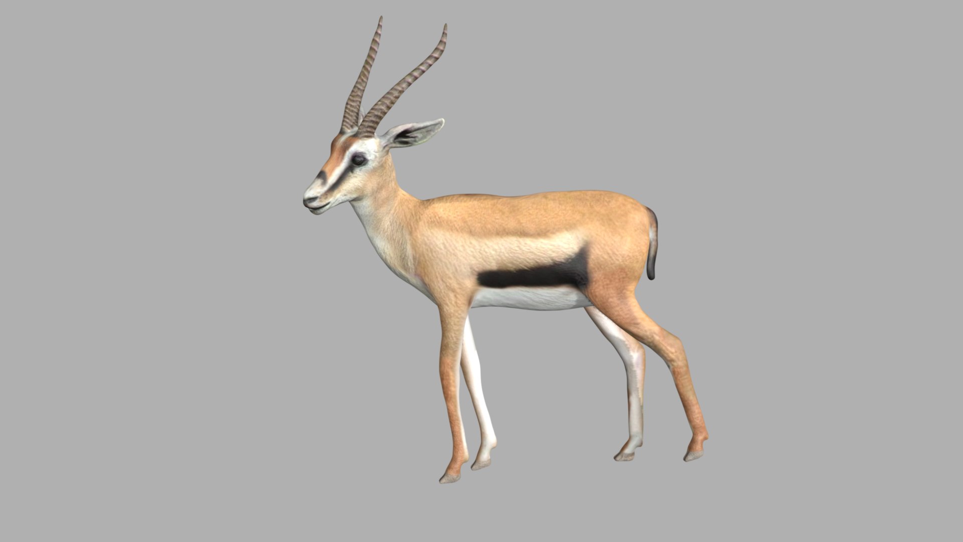 3D fully rigged low poly Gazelle model - TurboSquid 1758192