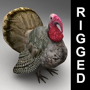 Turkey 3D Models for Download | TurboSquid