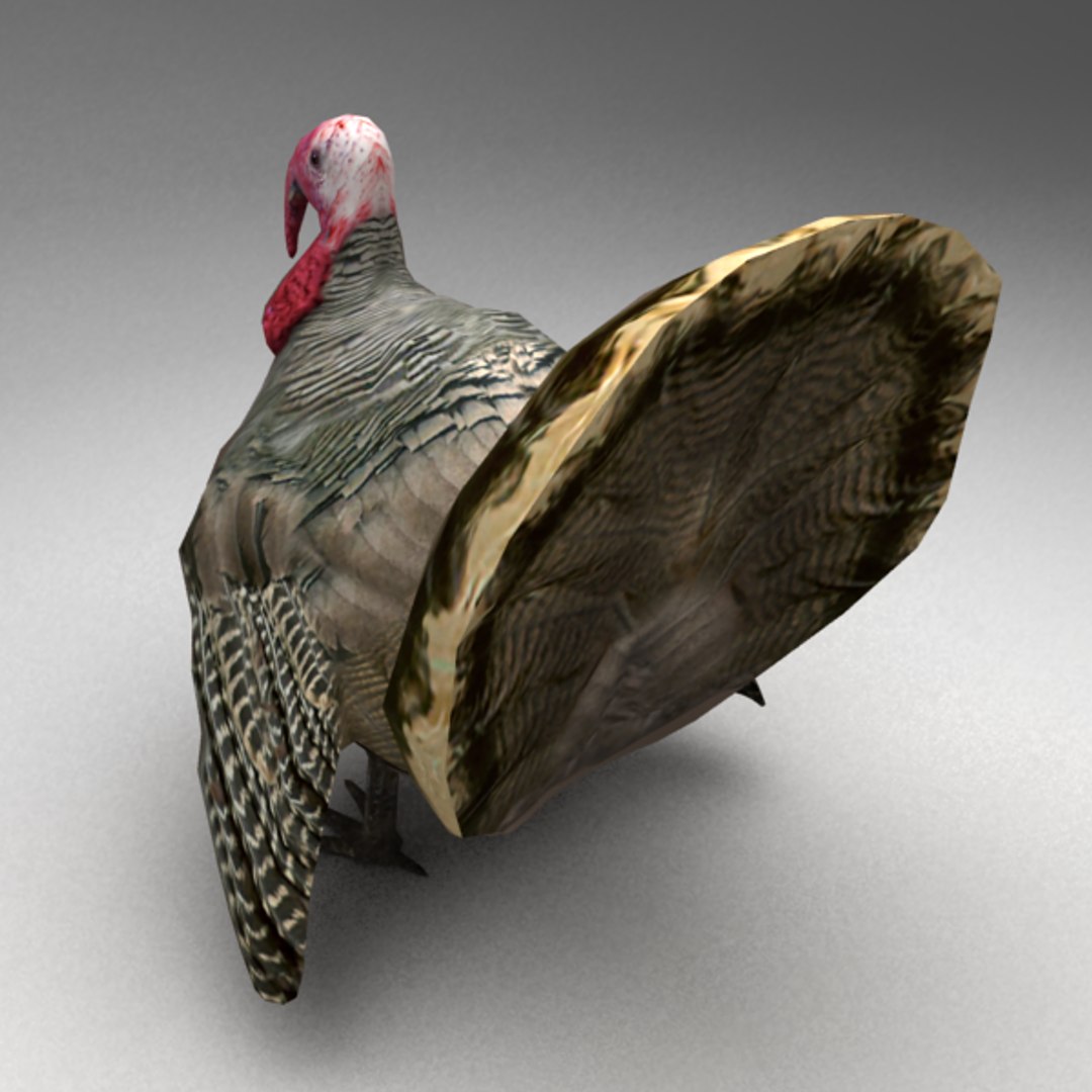 3d rigged turkey