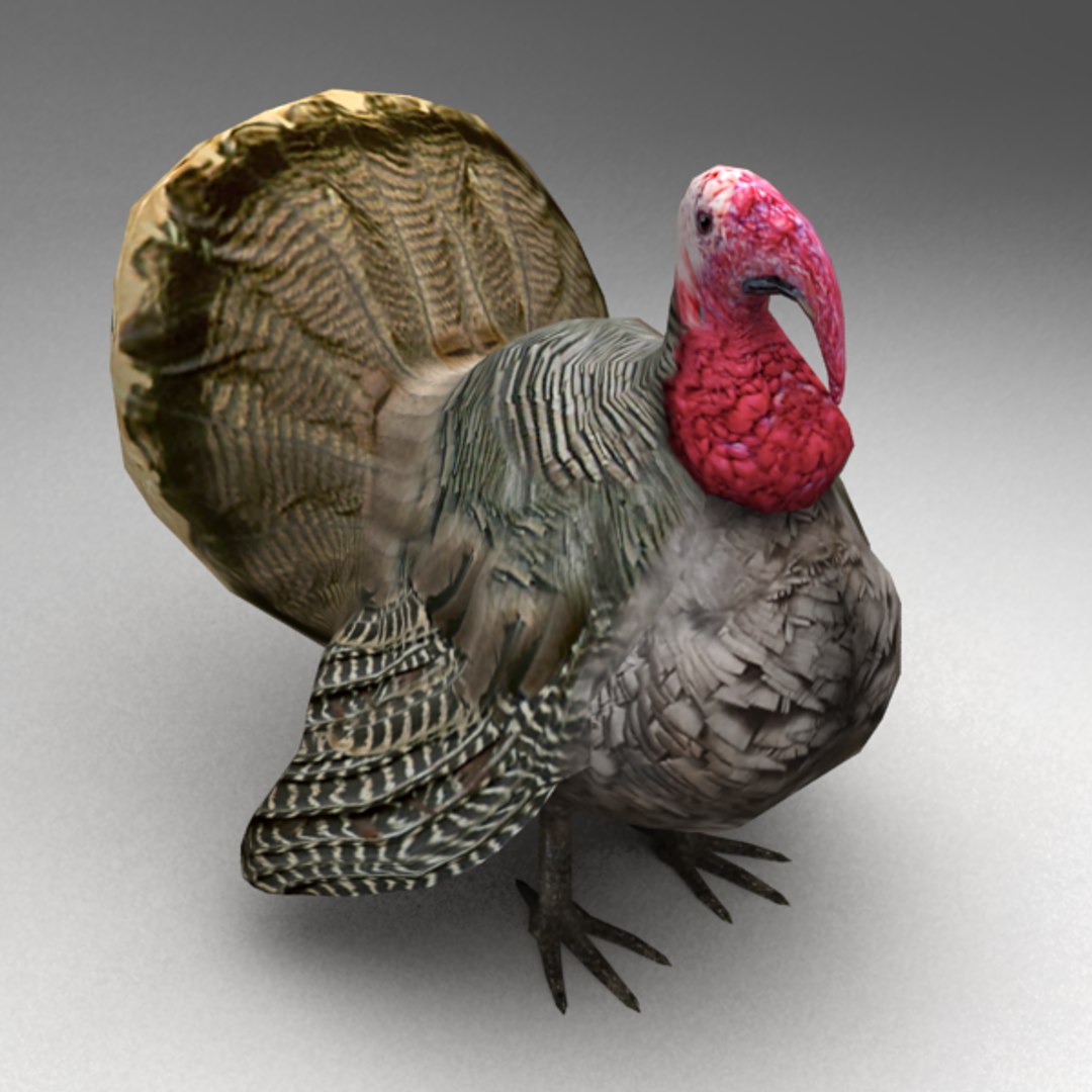 3d rigged turkey