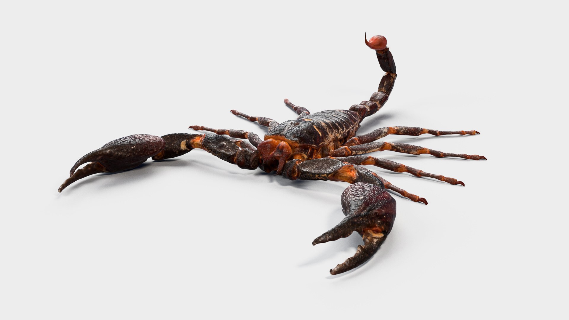 Black Scorpio 3D Model - TurboSquid 1616223