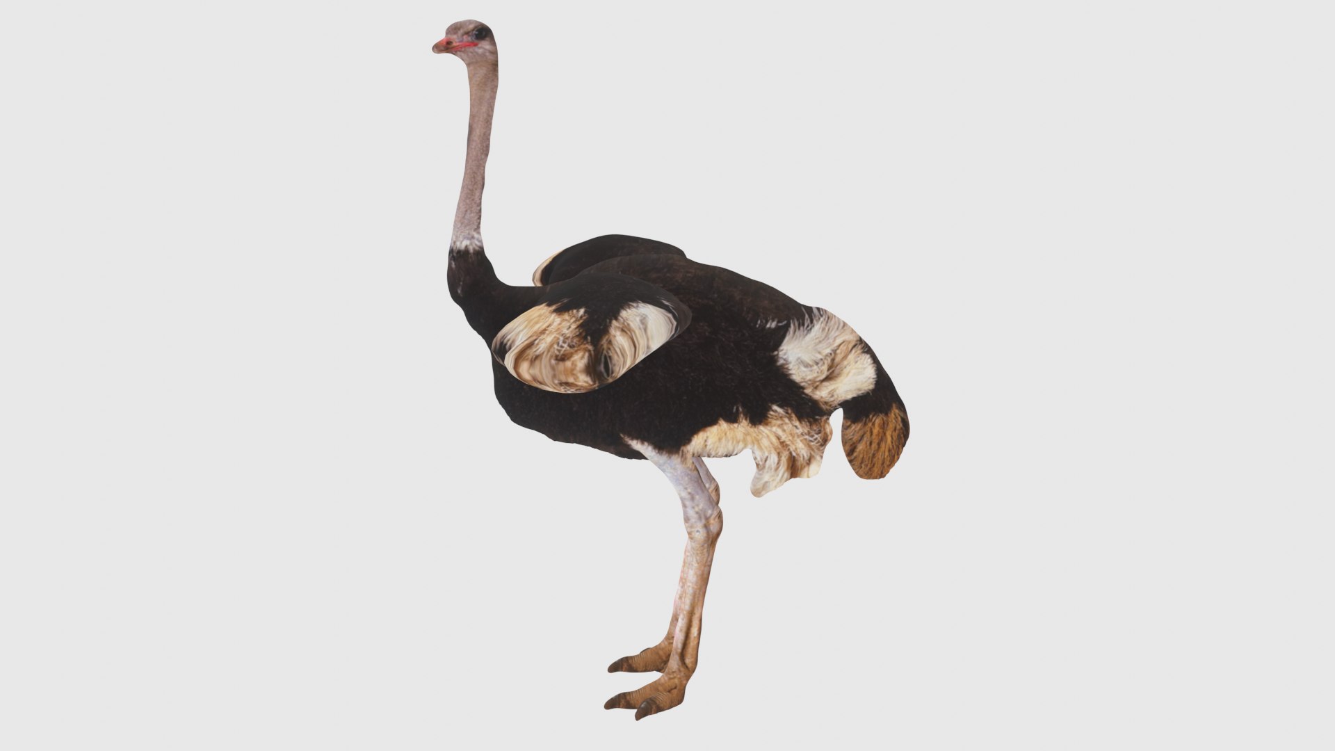 3D Low Poly Ostrich Rigged With Realistic Texture model - TurboSquid ...