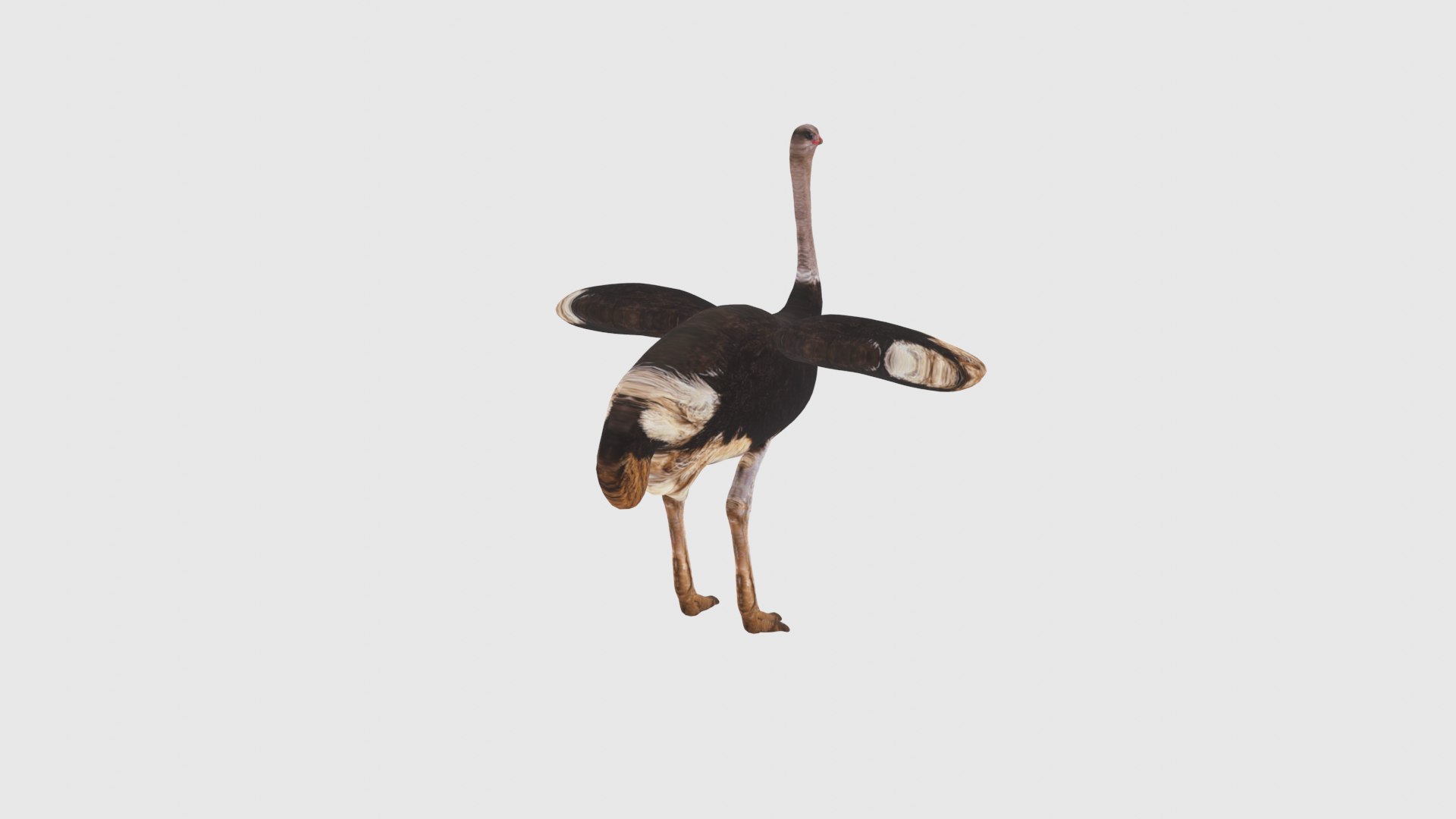 3D Low Poly Ostrich Rigged With Realistic Texture model - TurboSquid ...
