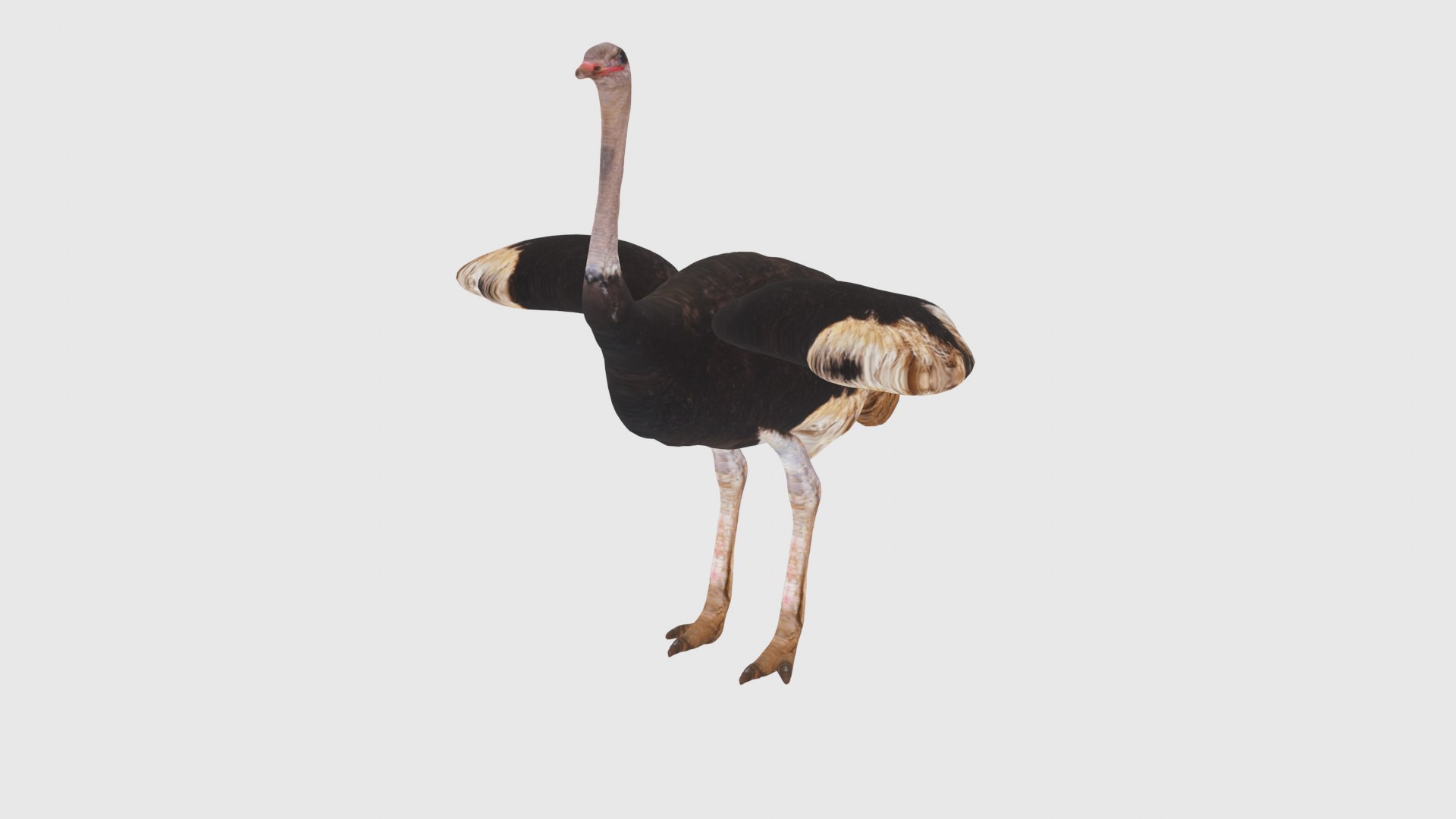 3D Low Poly Ostrich Rigged With Realistic Texture model - TurboSquid ...