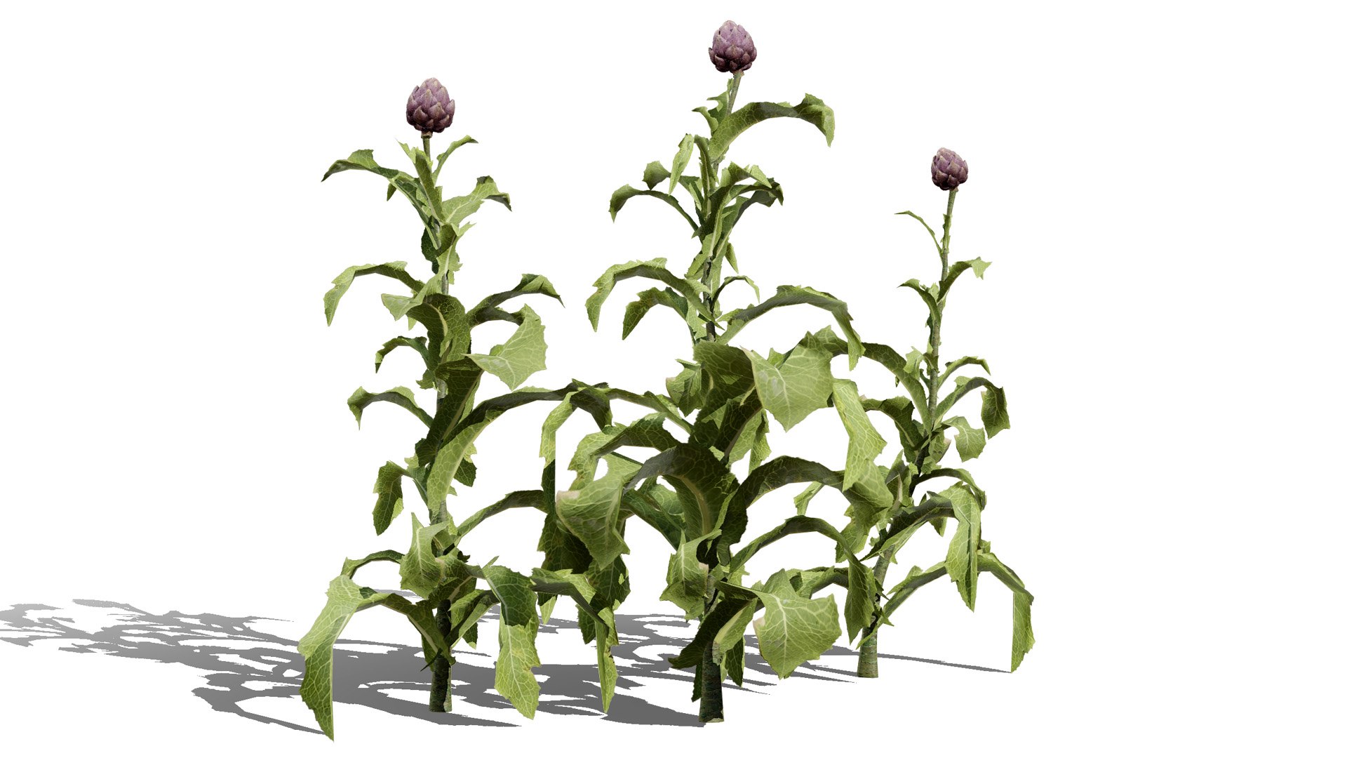 Artischockenpflanzen 3D-Modellpaket 3D-Modell - TurboSquid 2455014