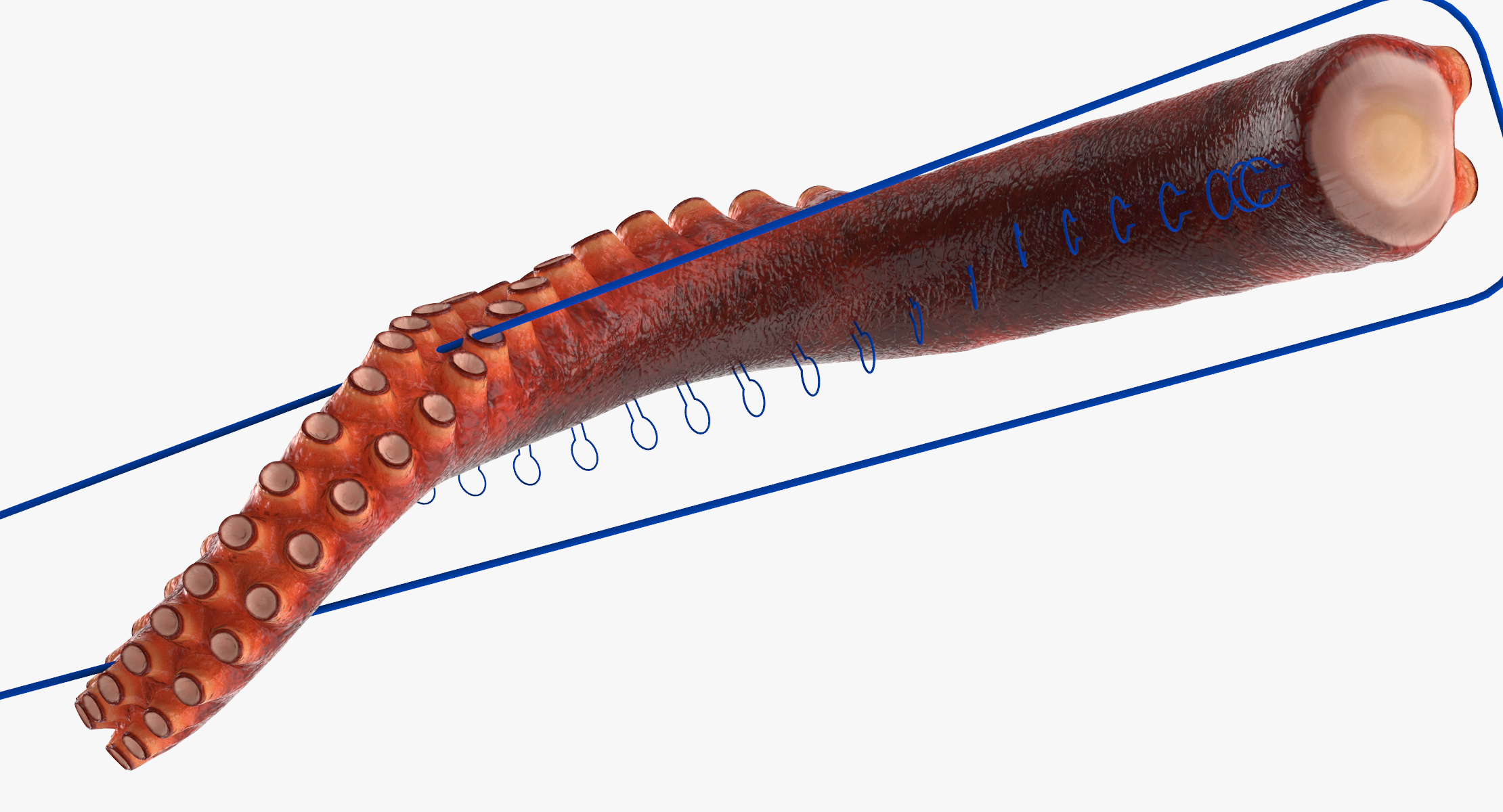 octopus tentacle rigged 3d model