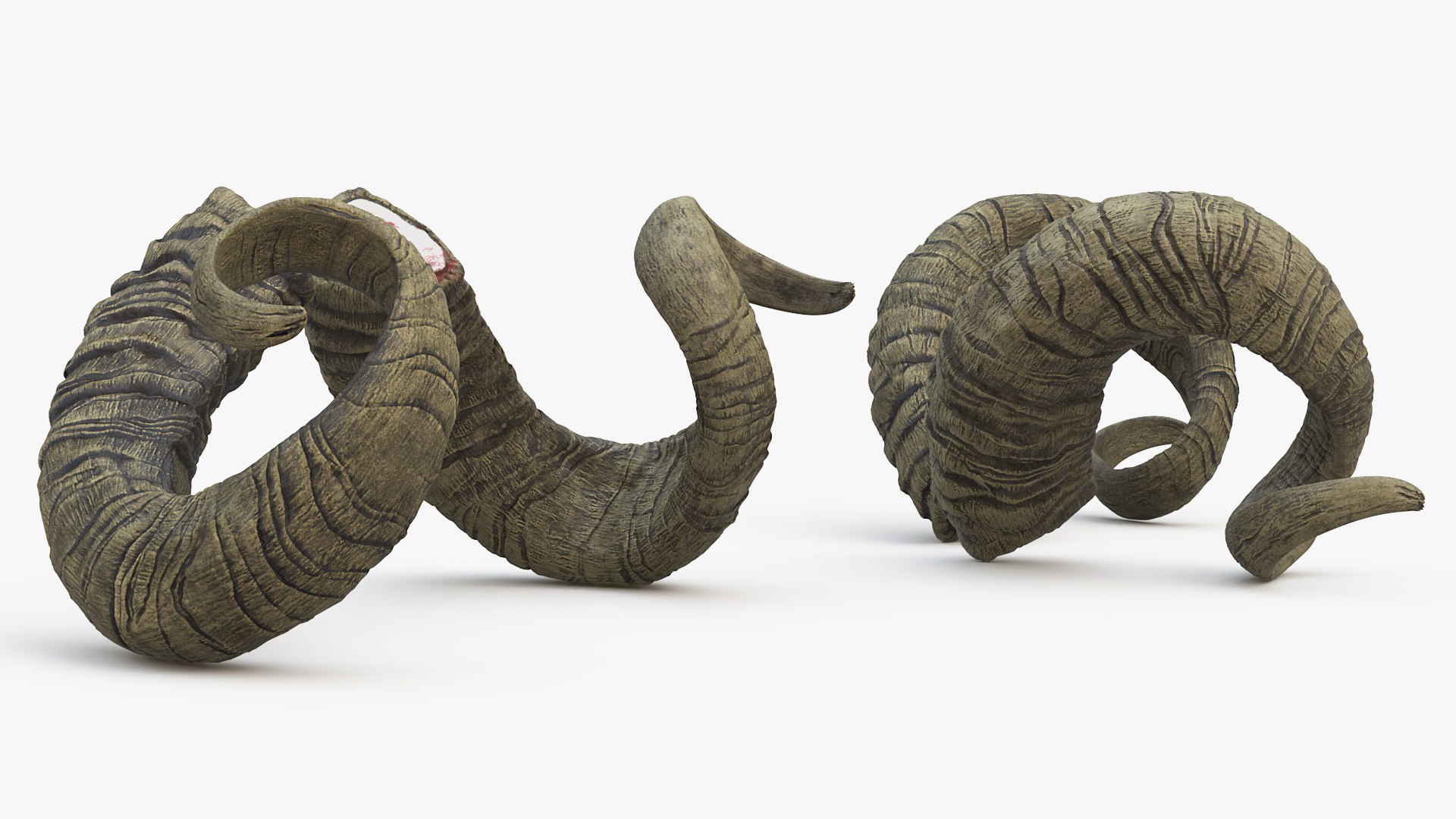 3D Sawed Off Horns Of A Ram - TurboSquid 2325129