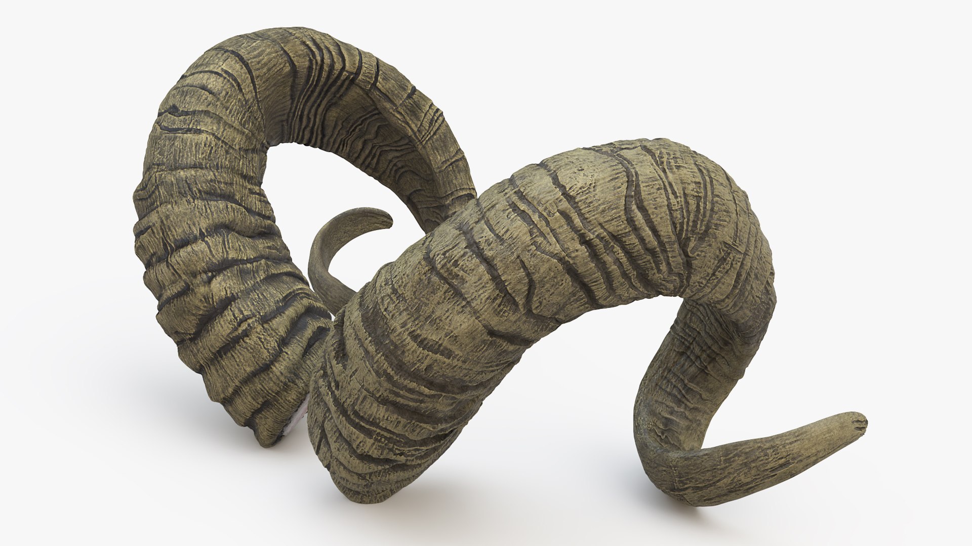 3D Sawed Off Horns Of A Ram - TurboSquid 2325129