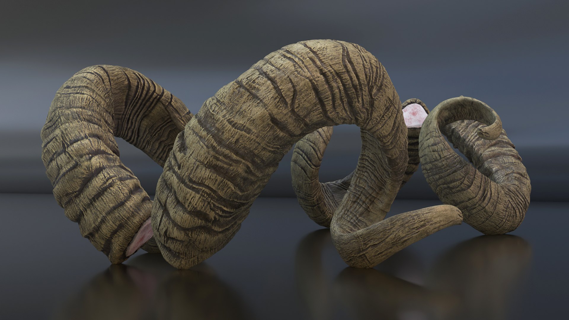 3D Sawed Off Horns Of A Ram - TurboSquid 2325129