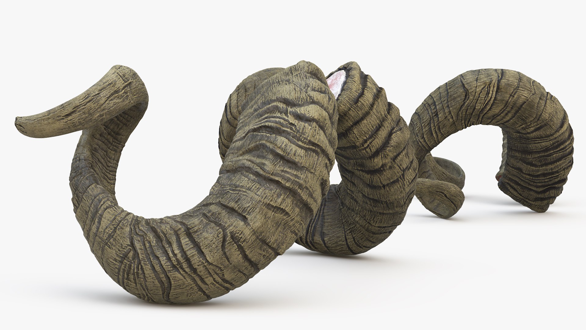 3D Sawed Off Horns Of A Ram - TurboSquid 2325129