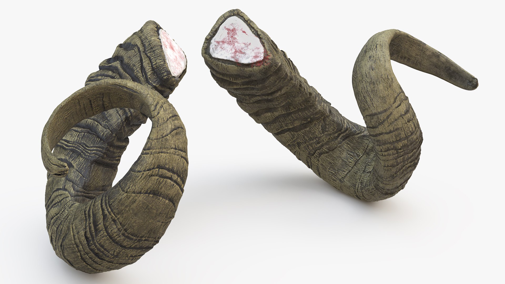 3D Sawed Off Horns Of A Ram - TurboSquid 2325129