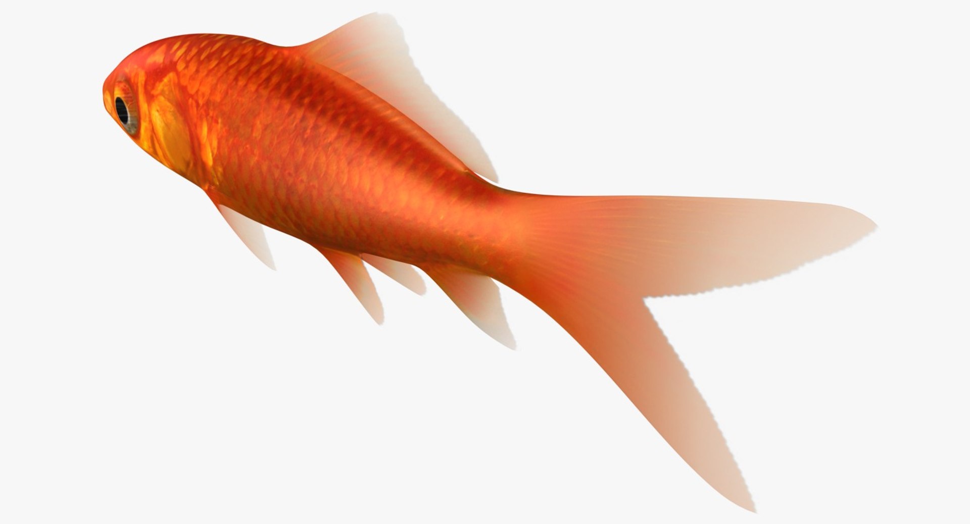 3D Goldfish Scanline Ready Model - TurboSquid 1287025