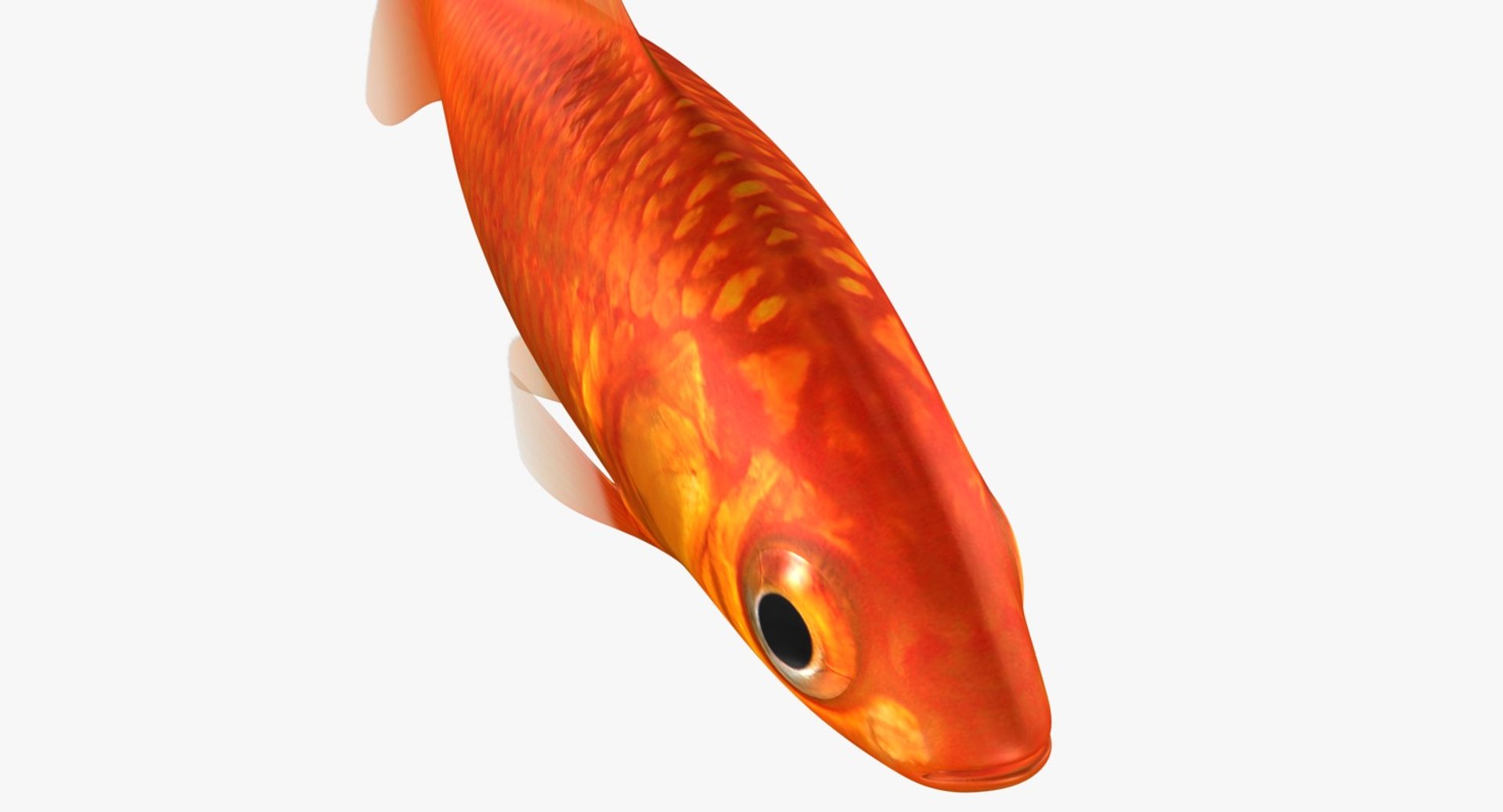 3D goldfish scanline ready model - TurboSquid 1287025