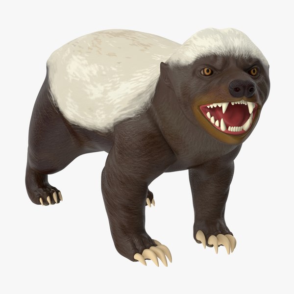 Badger 3D Models for Download | TurboSquid