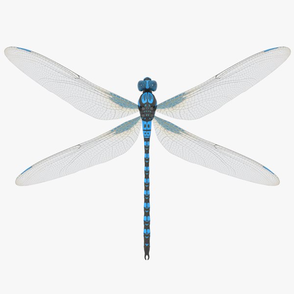 3D dragonfly model - TurboSquid 1410009