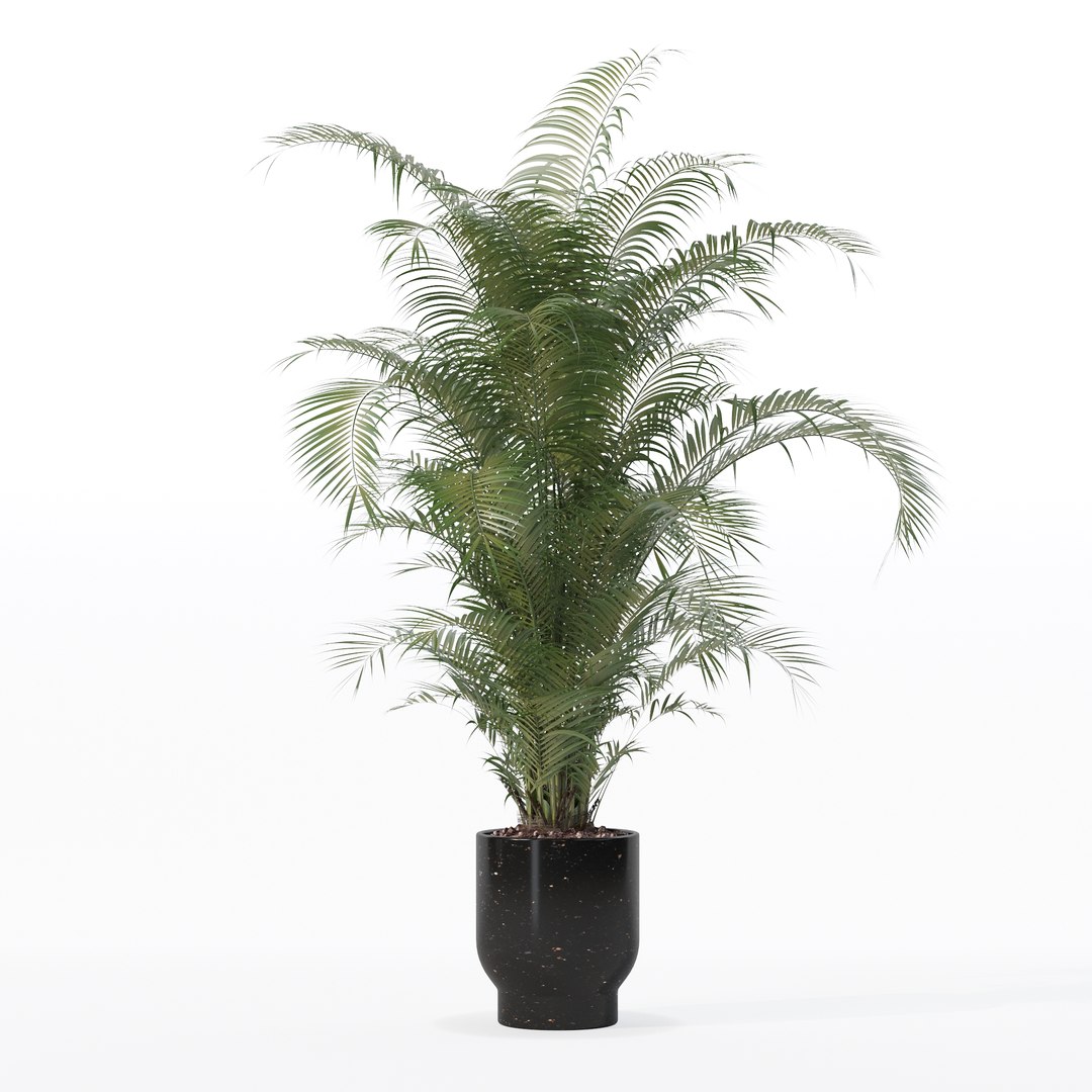 3D Areca Palm In Modern Flower Pot Model - TurboSquid 2183860
