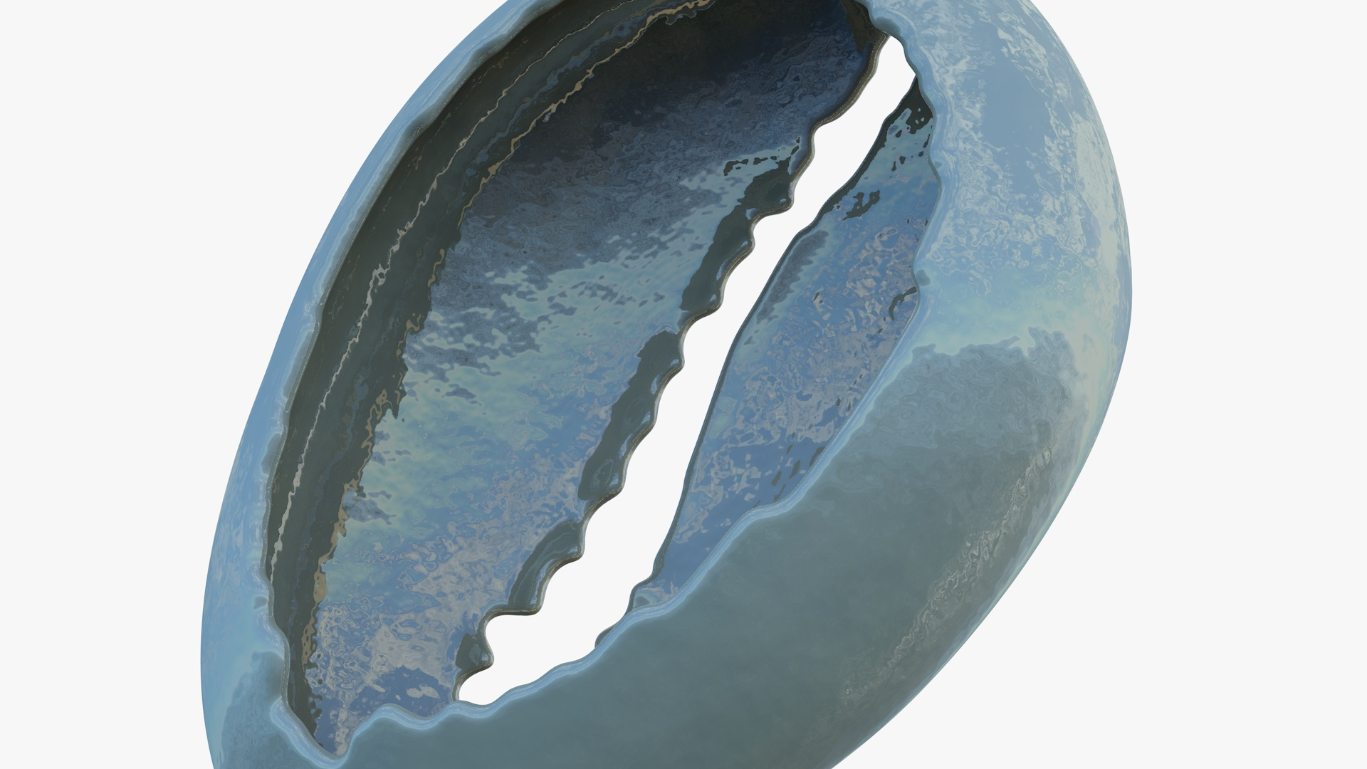 Cowrie Shell 3D model - TurboSquid 1725152