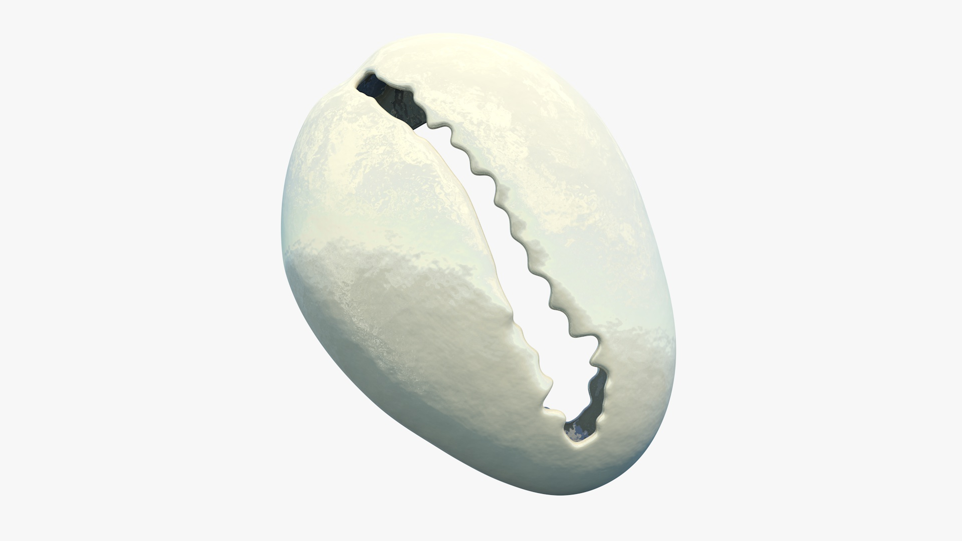 Cowrie Shell 3D Model - TurboSquid 1725152