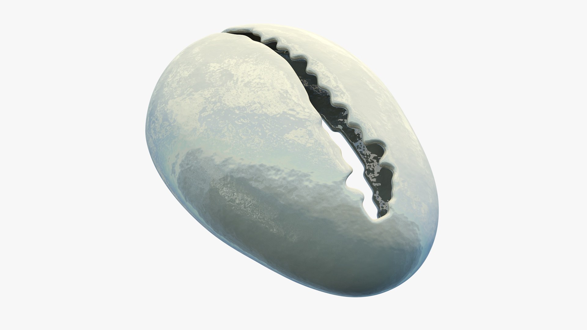 Cowrie Shell 3D Model - TurboSquid 1725152