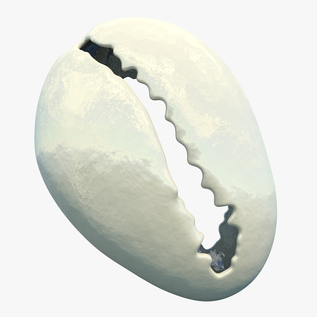Cowrie Shell 3D model - TurboSquid 1725152