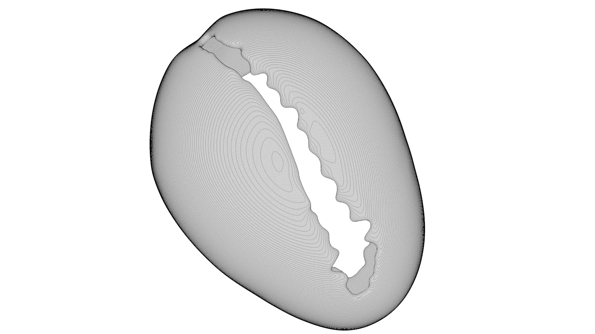 Cowrie Shell 3D Model - TurboSquid 1725152