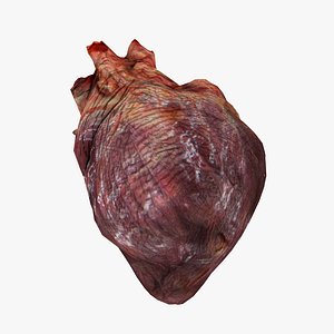 Free Blender Heart Models | TurboSquid