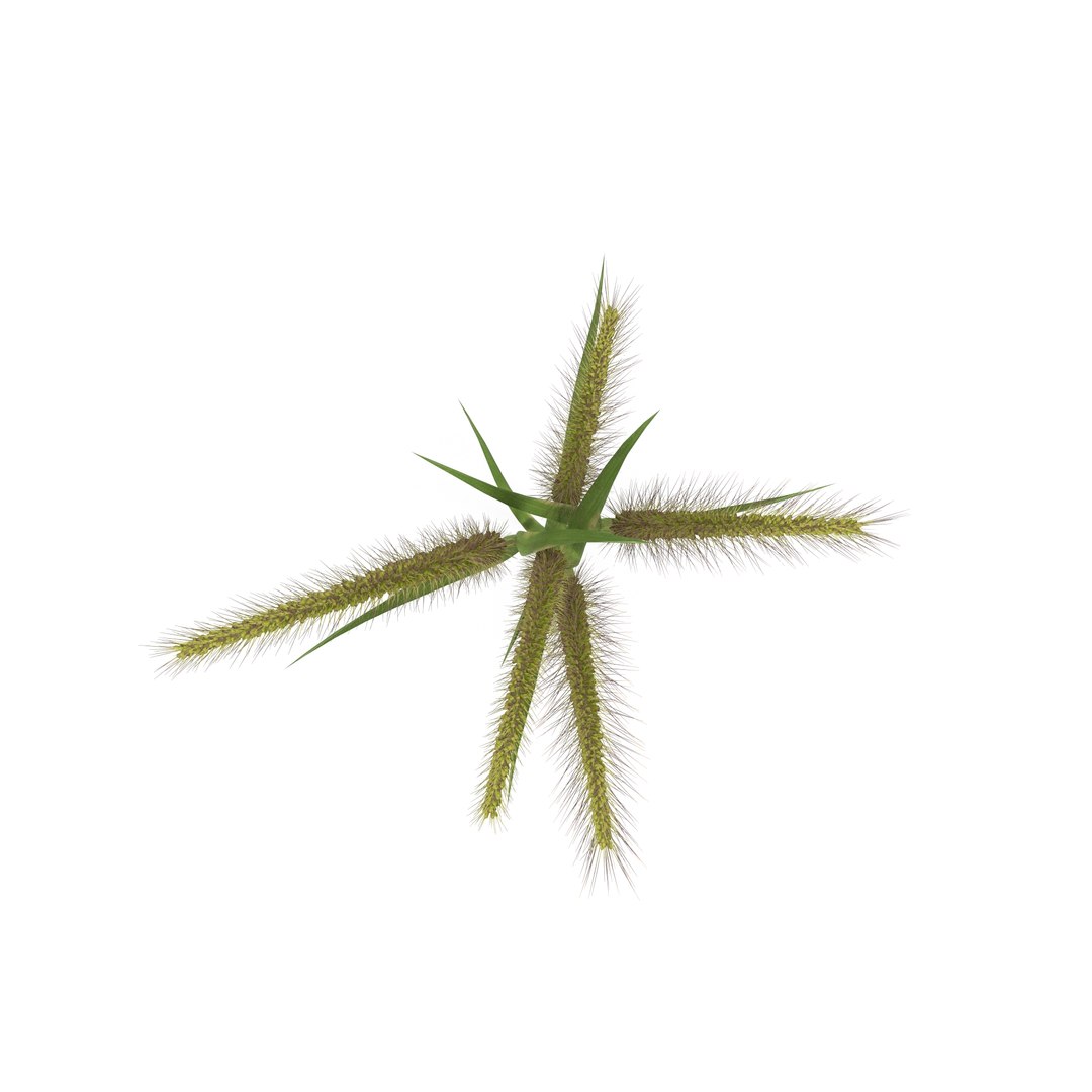 3D Grass Giant Foxtail Bush Model - TurboSquid 2206602