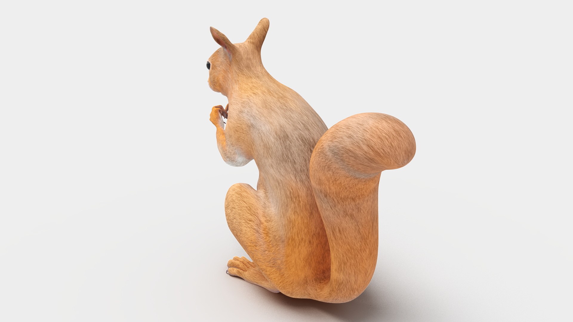 3D Model Red Squirrel In A Sitting Pose - TurboSquid 2264765