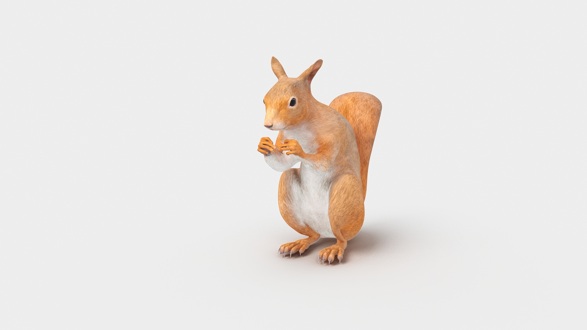 3D Model Red Squirrel In A Sitting Pose - TurboSquid 2264765