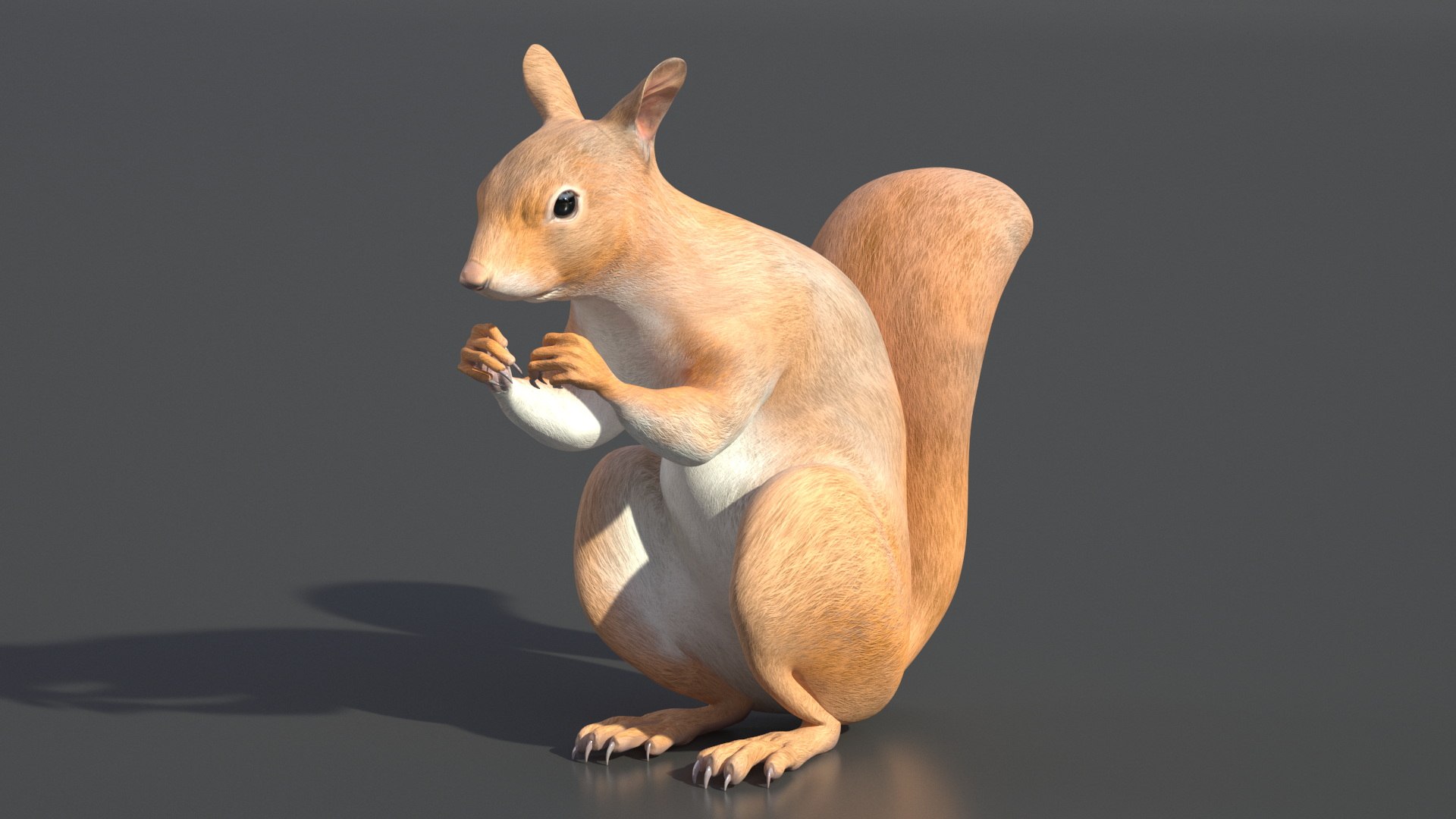 3D Model Red Squirrel In A Sitting Pose - TurboSquid 2264765