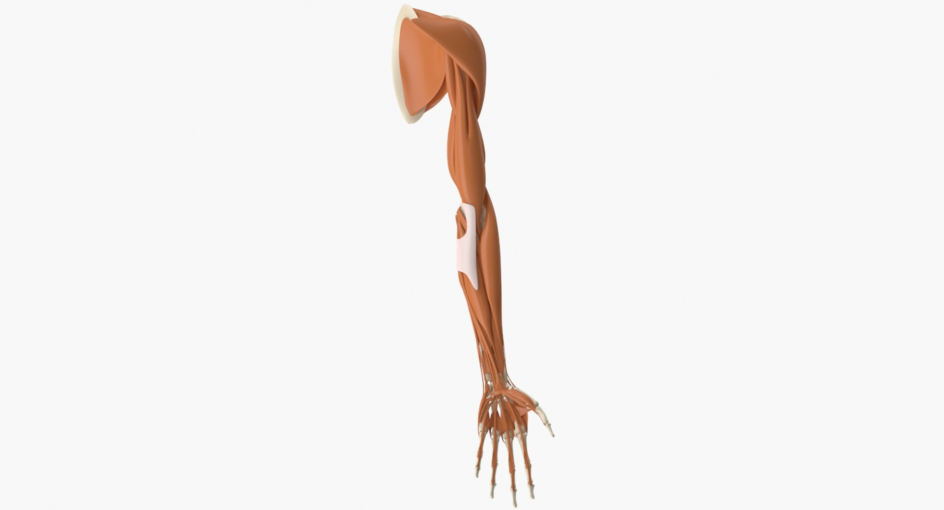 Human Arm 3d Model