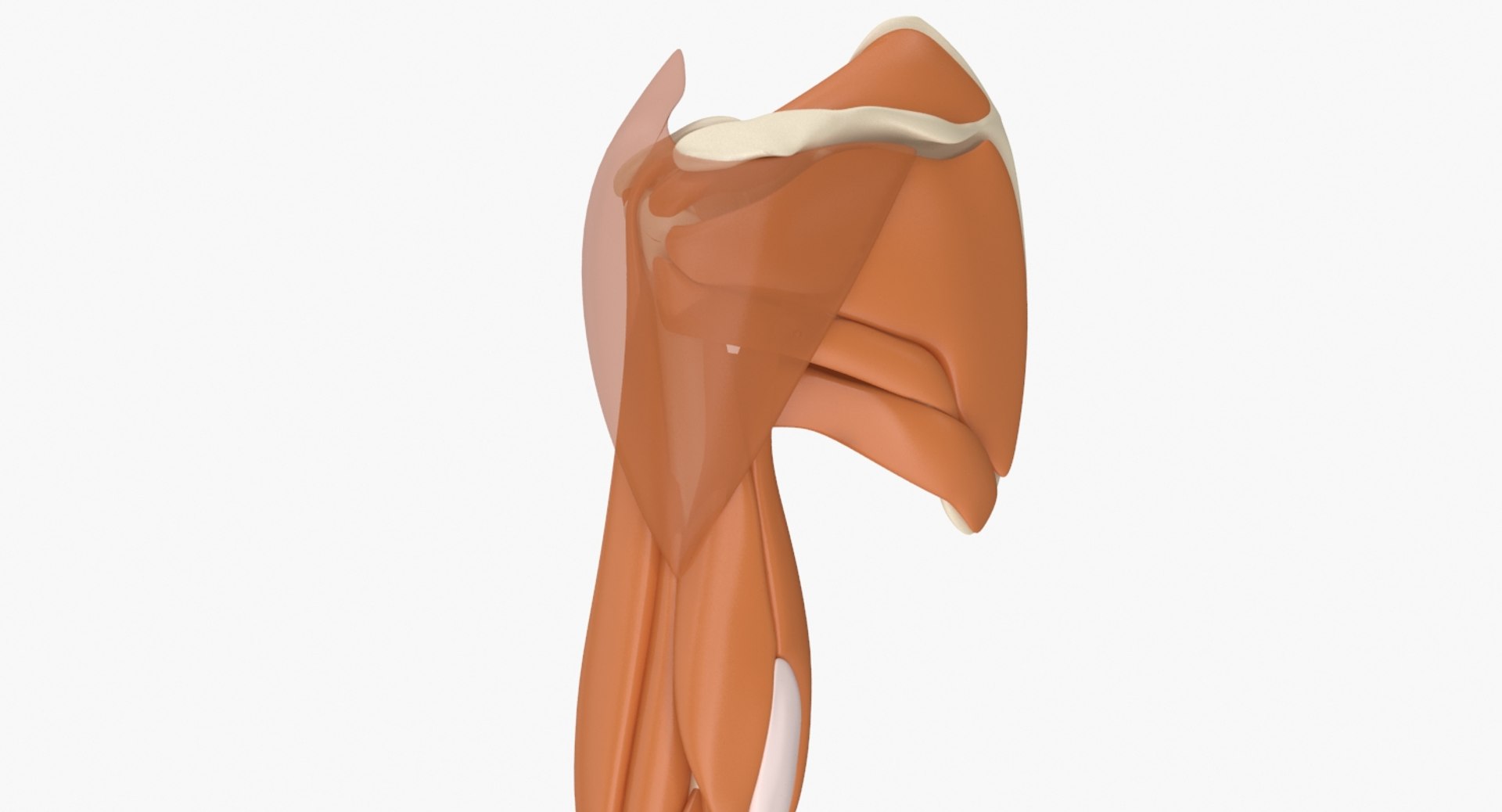 Human Arm 3d Model