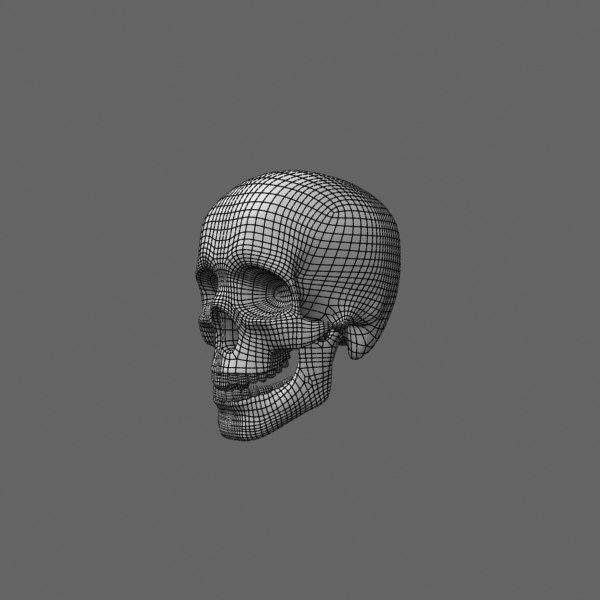 3d human skull model
