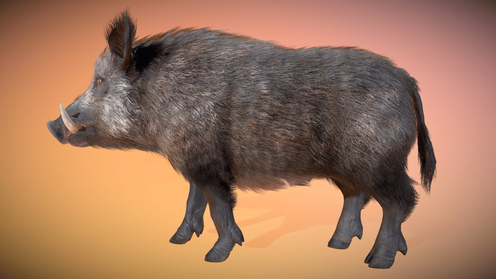 Boar Realistic Rigged And Animated - Highly Detailed Model Model ...