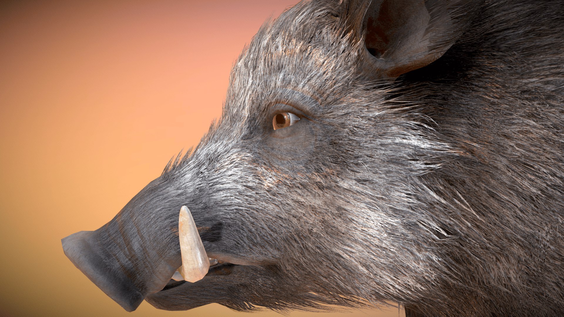 Boar Realistic Rigged And Animated - Highly Detailed Model Model ...