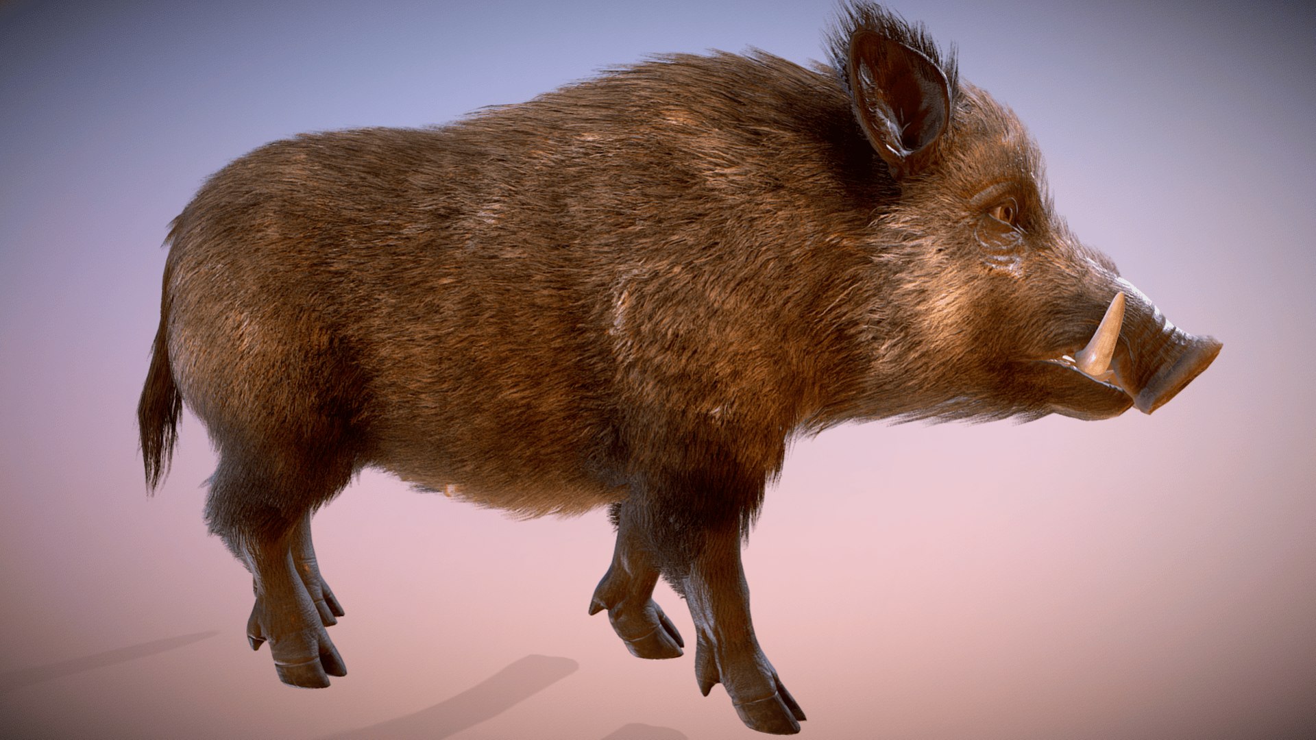 Boar Realistic Rigged And Animated - Highly Detailed Model Model ...
